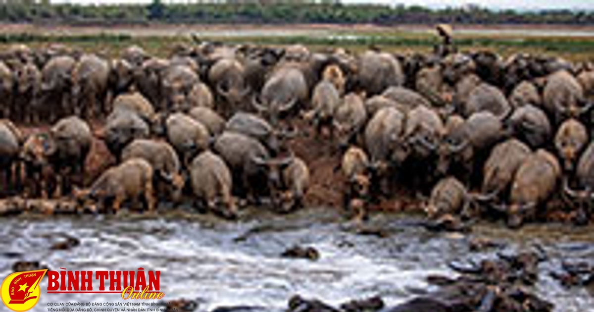 Ngỡ ngàng vẻ đẹp đàn trâu ở lòng hồ Suối Đá