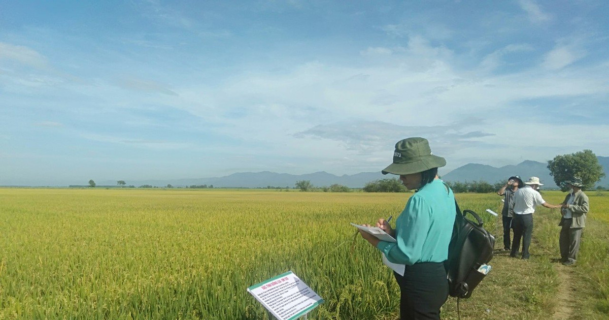 Tánh Linh: Khảo nghiệm các giống lúa mới của Viện lúa Đồng bằng sông Cửu...