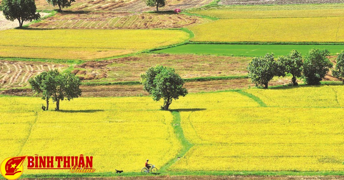 Đời người đời lúa