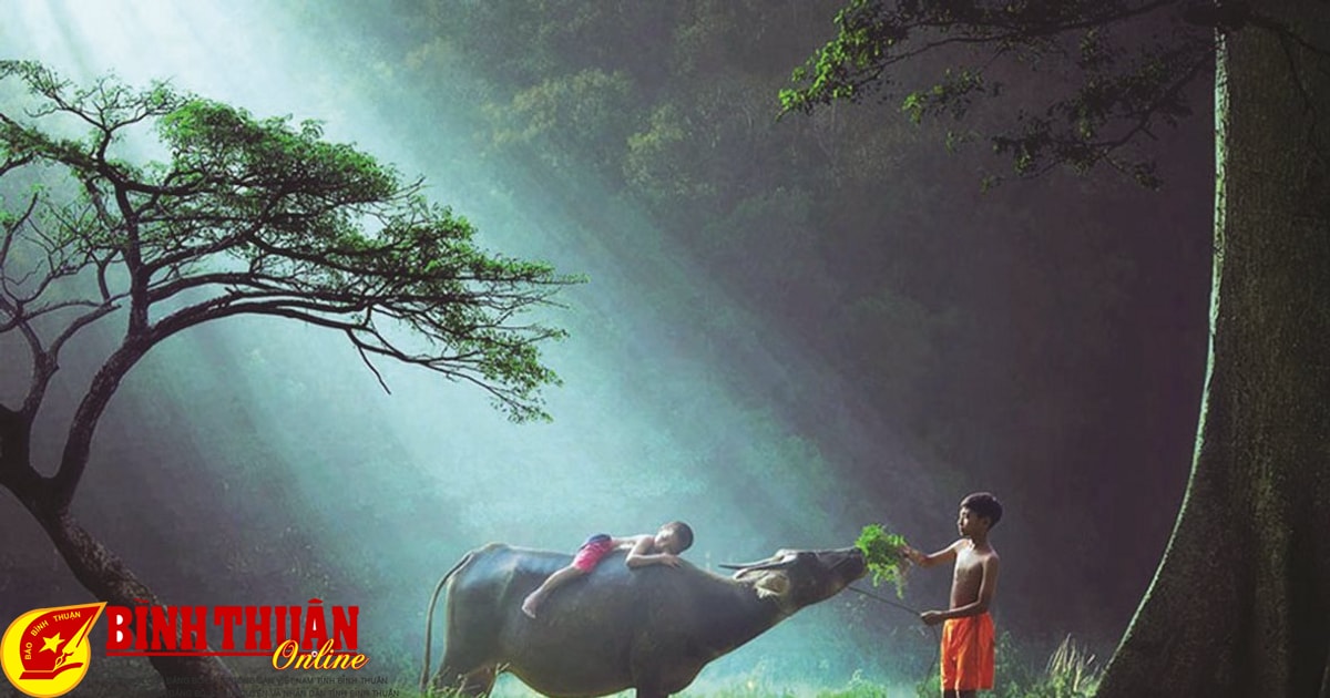 Trâu ơi ta bảo trâu này